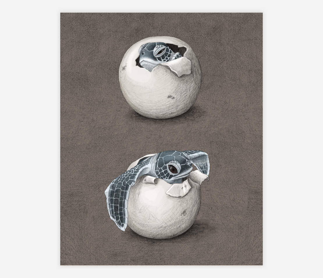 Alex Boersma - Hatching Green Sea Turtle at buyolympia.com