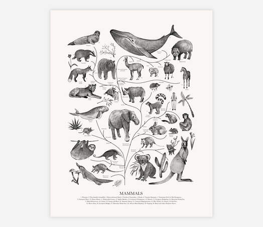 Allira Tee - Tree of Life: Mammals (Dark) at buyolympia.com