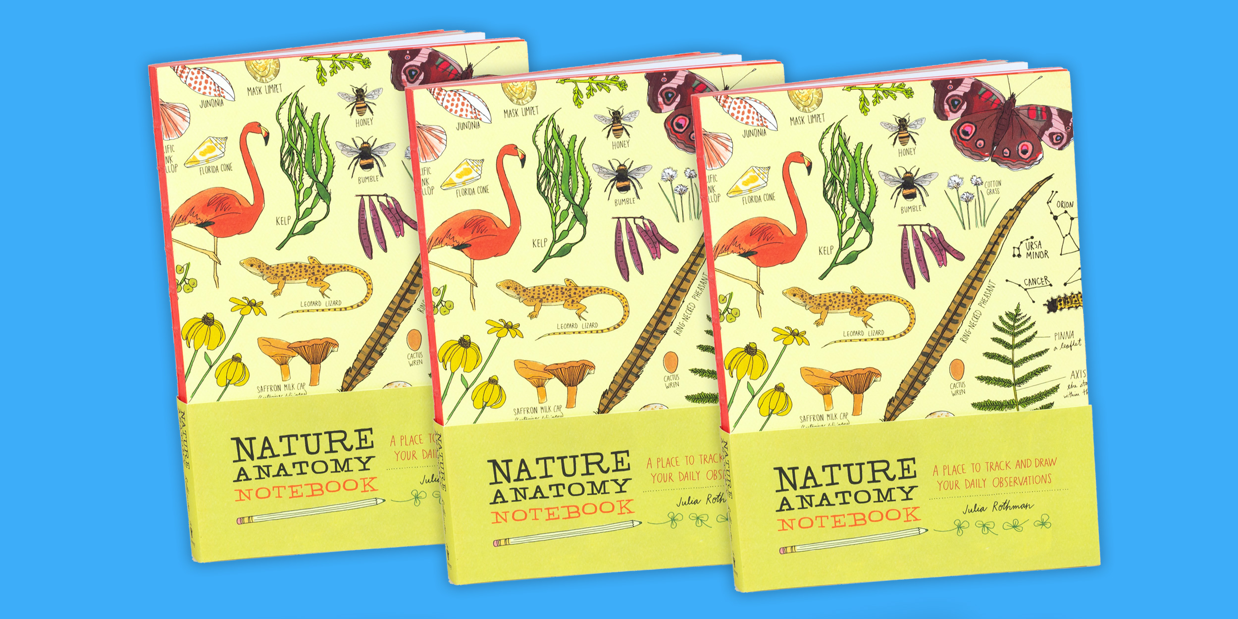 Julia Rothman - Nature Anatomy Notebook at buyolympia.com